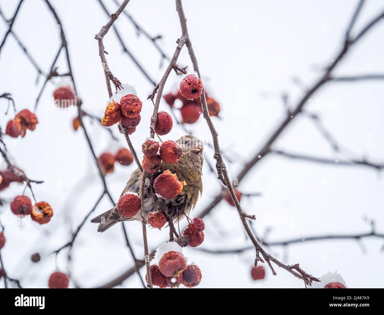 Red Crossbill female sitting on the tree branch and eats wild apple ...