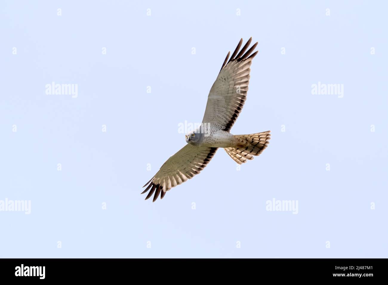 Harrier hawk in motion hi-res stock photography and images - Alamy