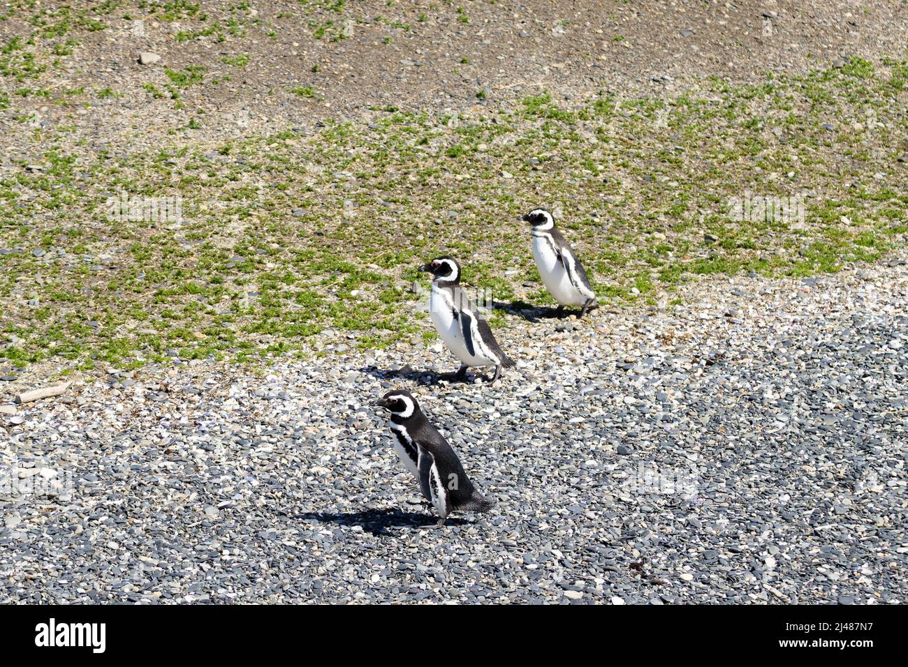 Magellanic penguin on Martillo island beach, Ushuaia. Tierra del Fuego ...