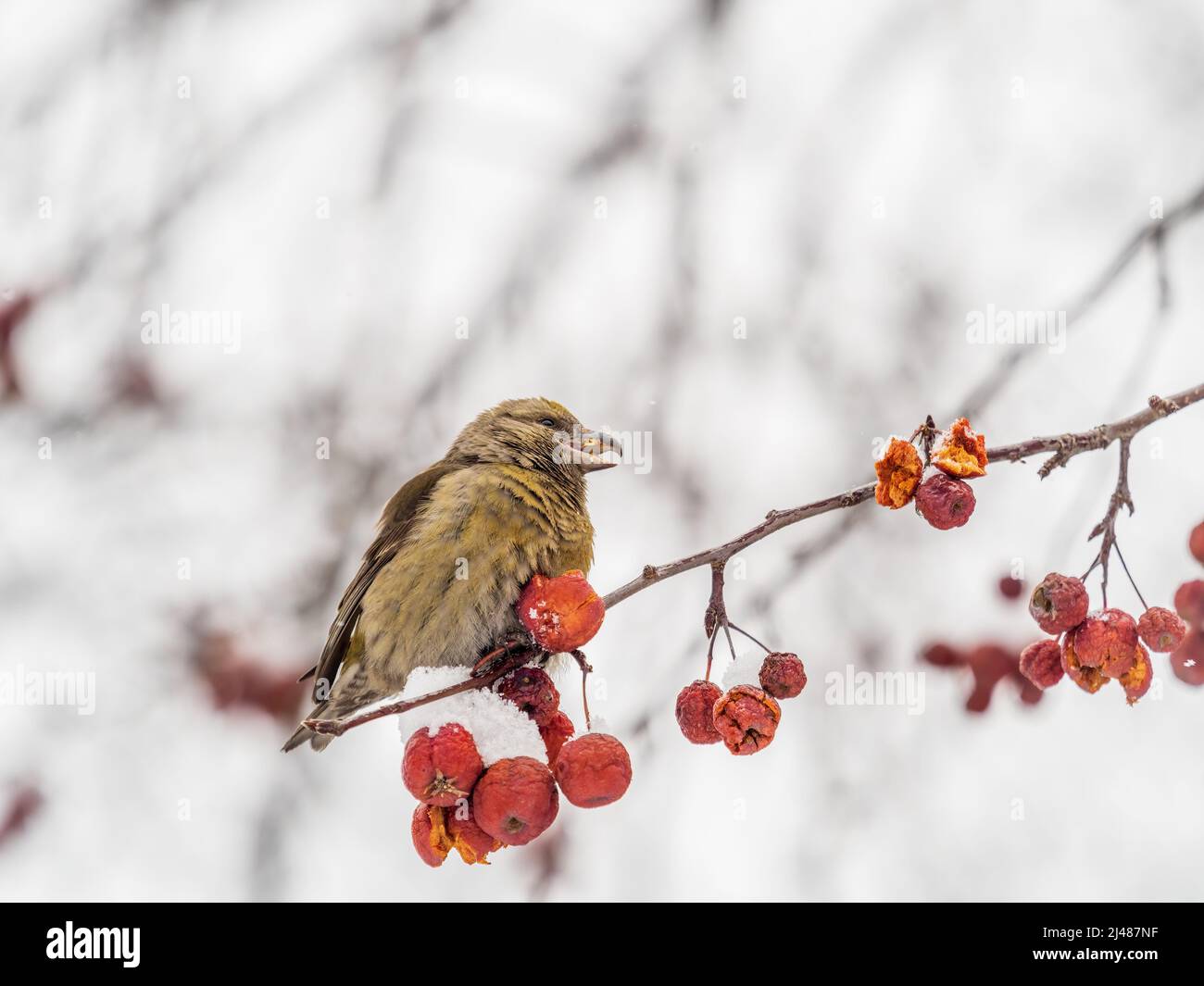 Red Crossbill female sitting on the tree branch and eats wild apple berries. Crossbill bird eats ...