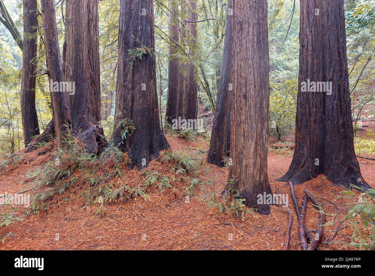 Atmospheric redwoods hi-res stock photography and images - Alamy