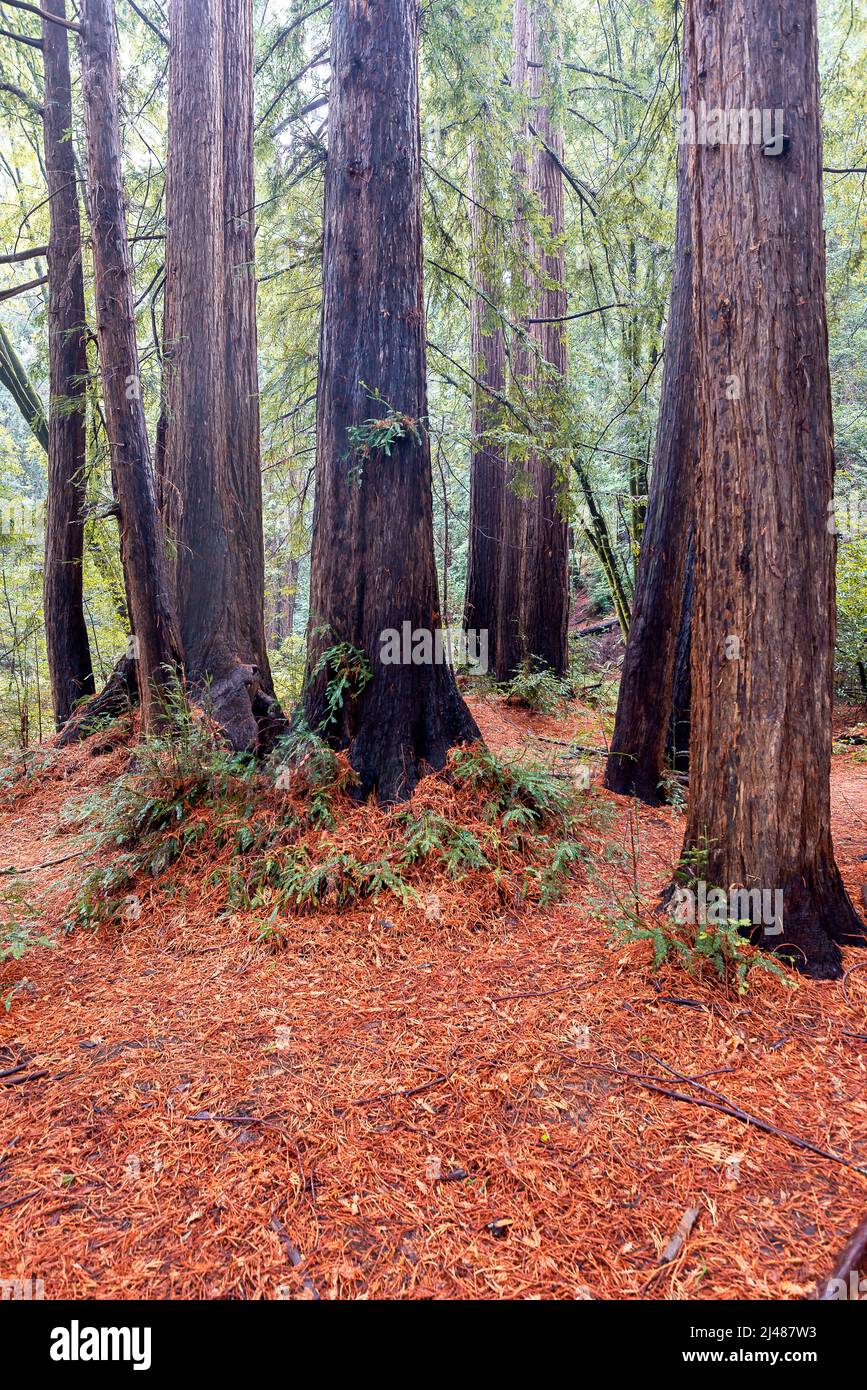 Atmospheric redwoods hi-res stock photography and images - Alamy