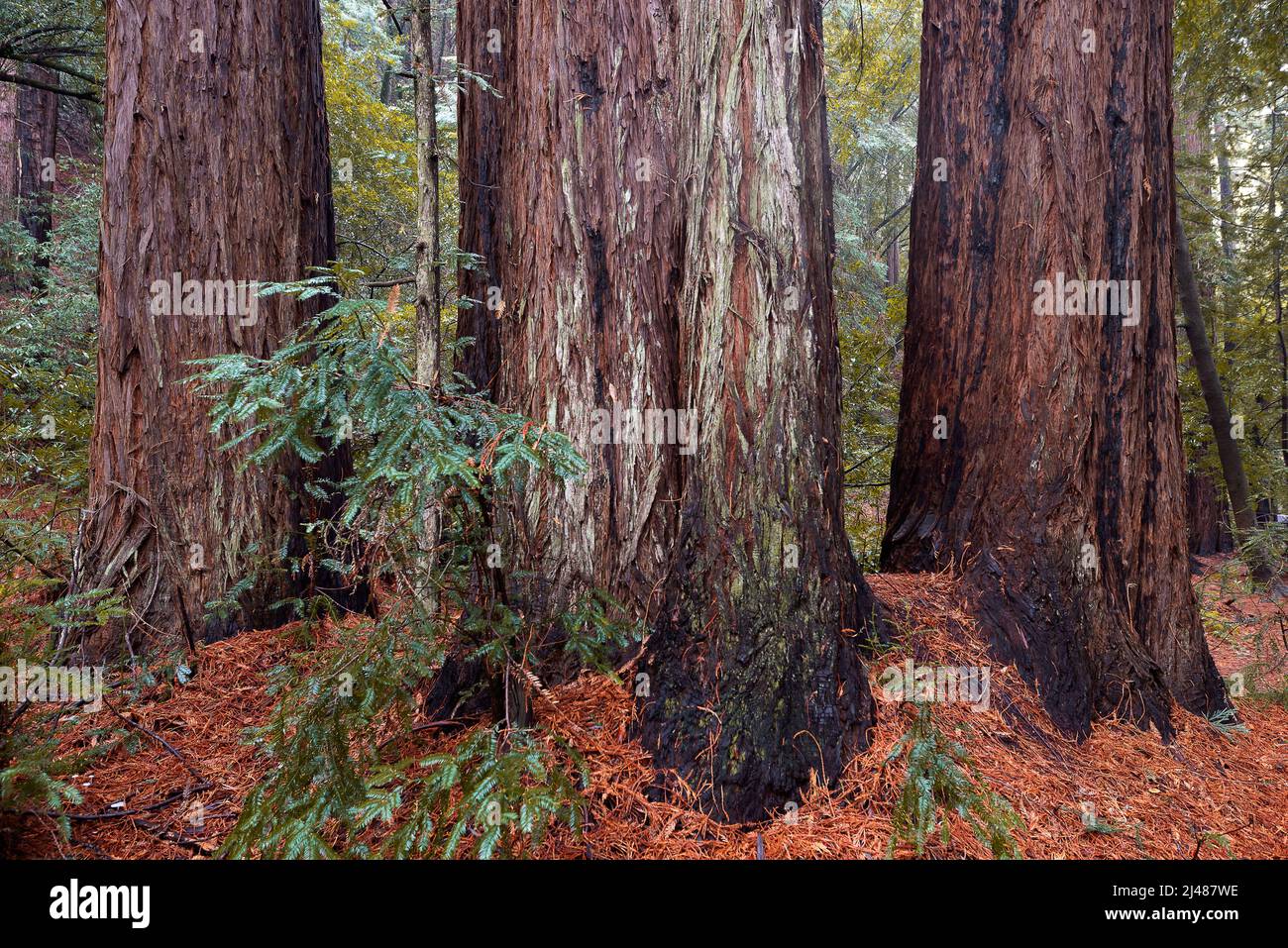 Atmospheric redwoods hi-res stock photography and images - Alamy