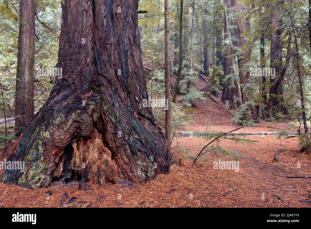 Atmospheric redwoods hi-res stock photography and images - Alamy
