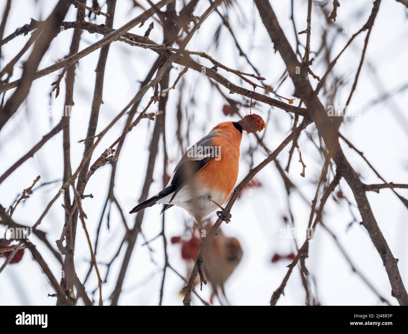 Bullfinch sits on a branch and eats small red apples. Bullfinch bird ...