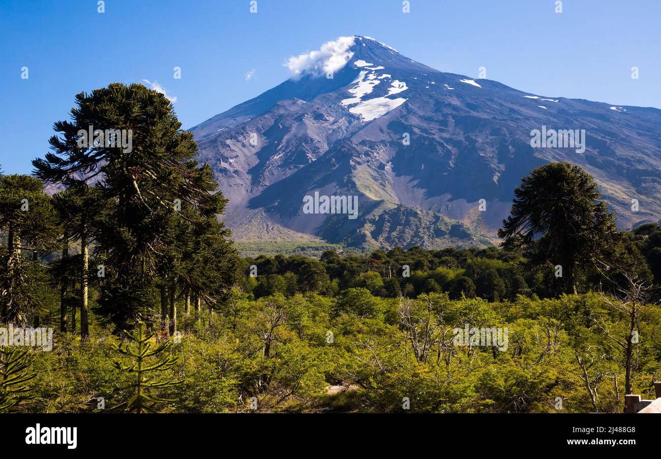View of Lanin Volcano in National Park of Argentina Stock Photo - Alamy