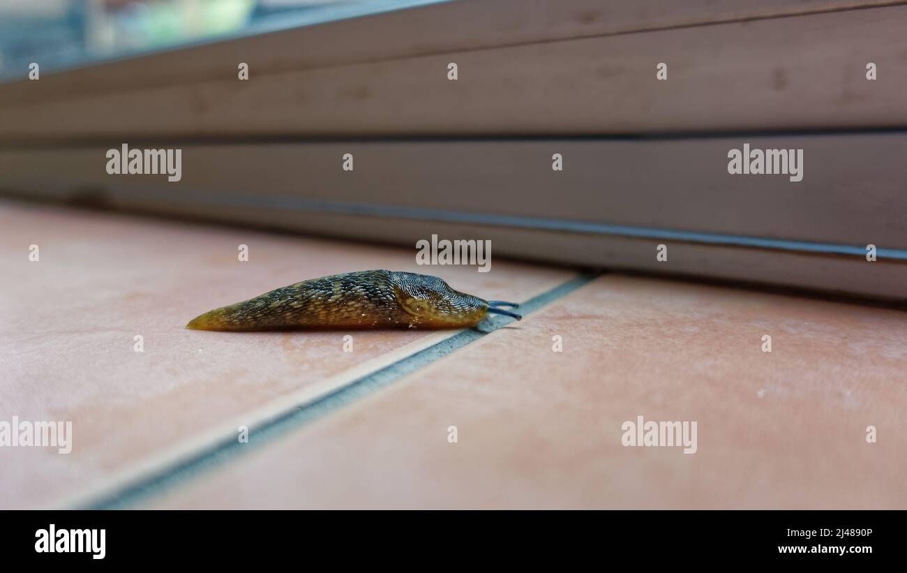 Slug slime trail hi-res stock photography and images - Alamy