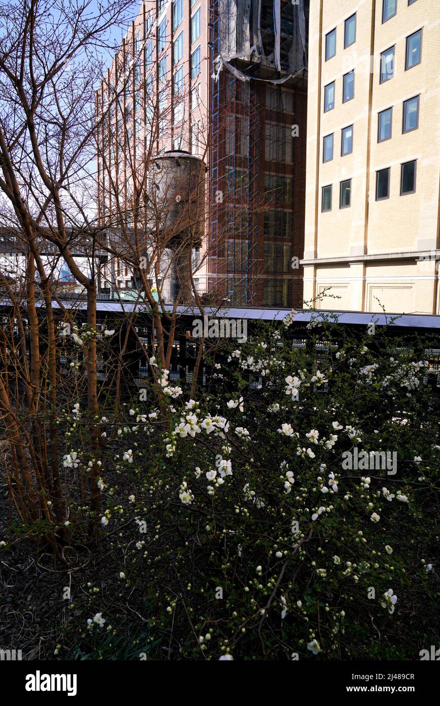 Changing seasons: early spring on the Highline, an urban park in New ...