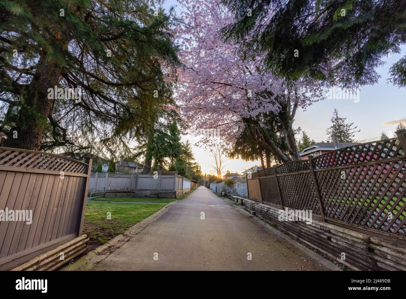 Alley in a residential neighborhood in the city suburbs. Cherry Blossom ...