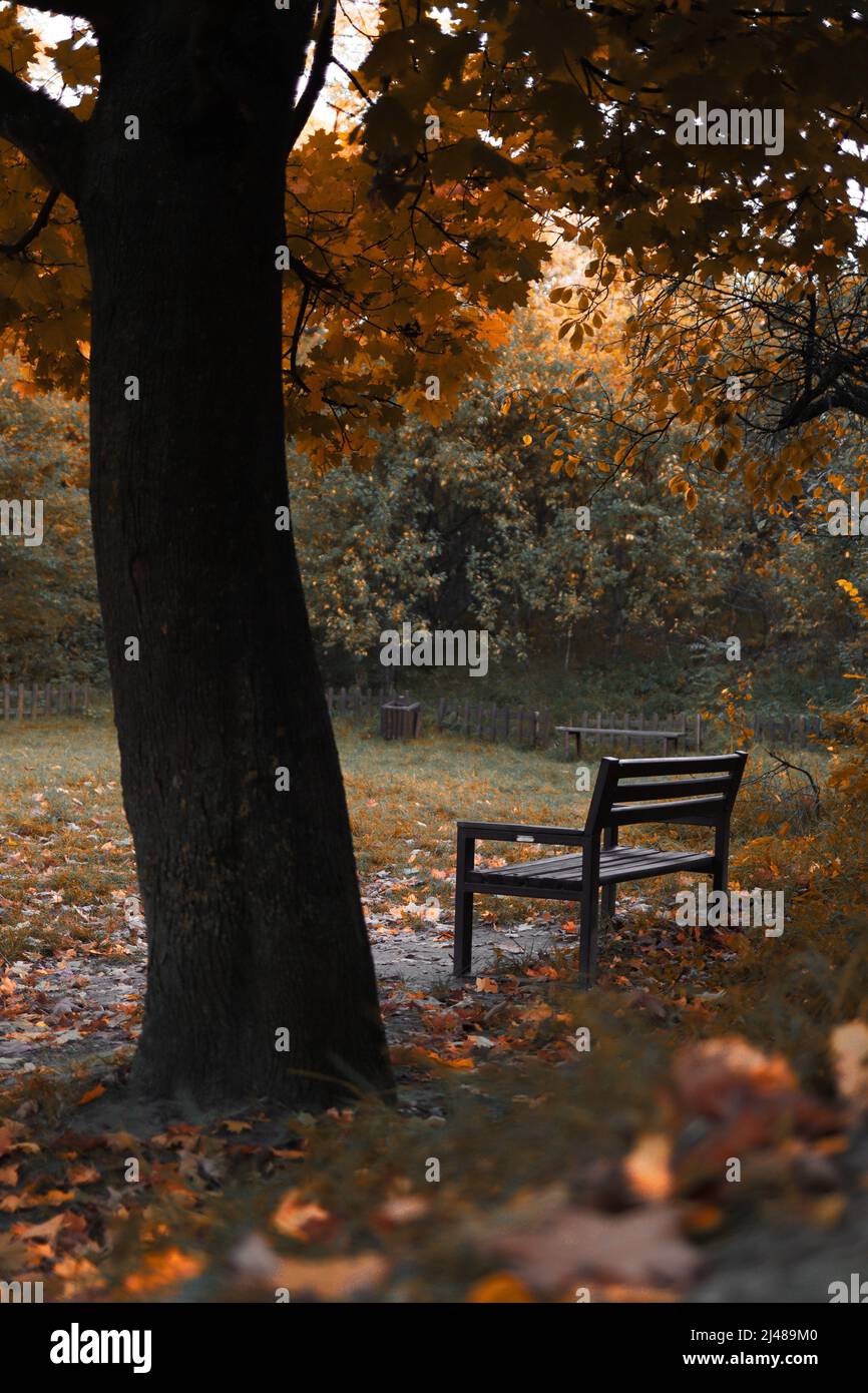 Bench under the big maple tree in park in fall season with no people ...