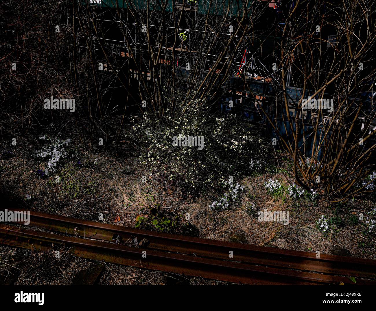 Changing seasons: early spring on the Highline, an urban park in New ...