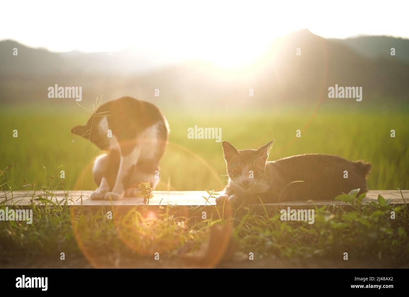 Cats Brother and Sunset Stock Photo - Alamy