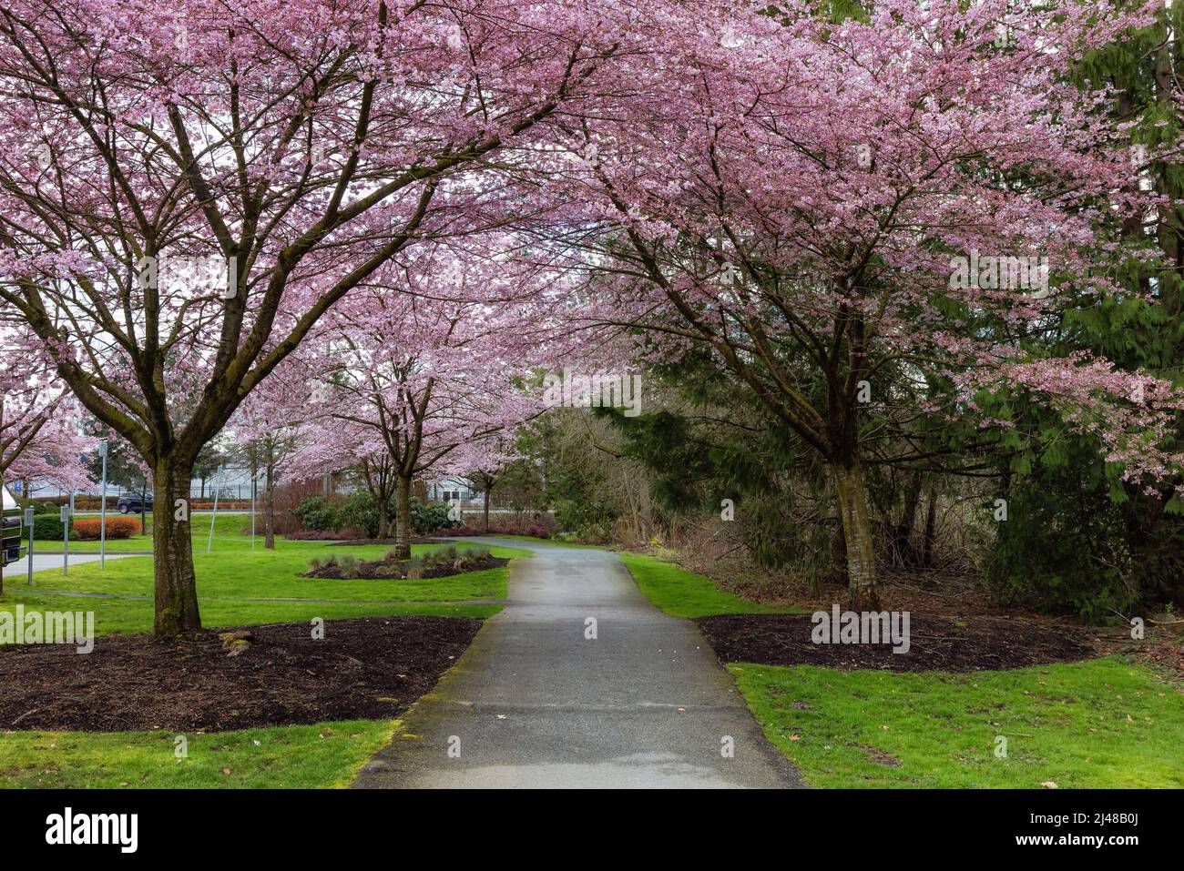 Cherry Blossom Trees over a scenic path in a neighborhood Stock Photo ...