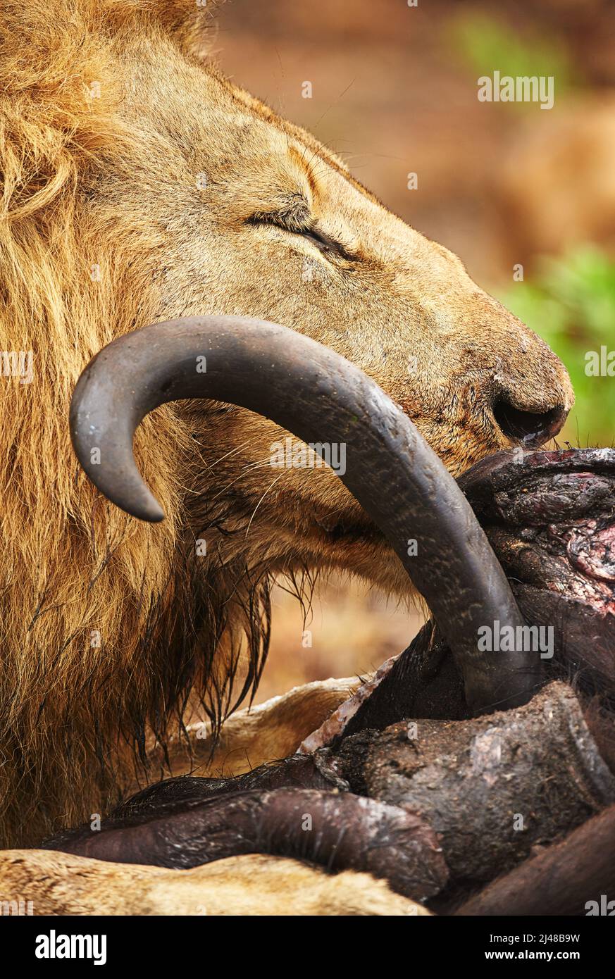 Beast one hi-res stock photography and images - Alamy
