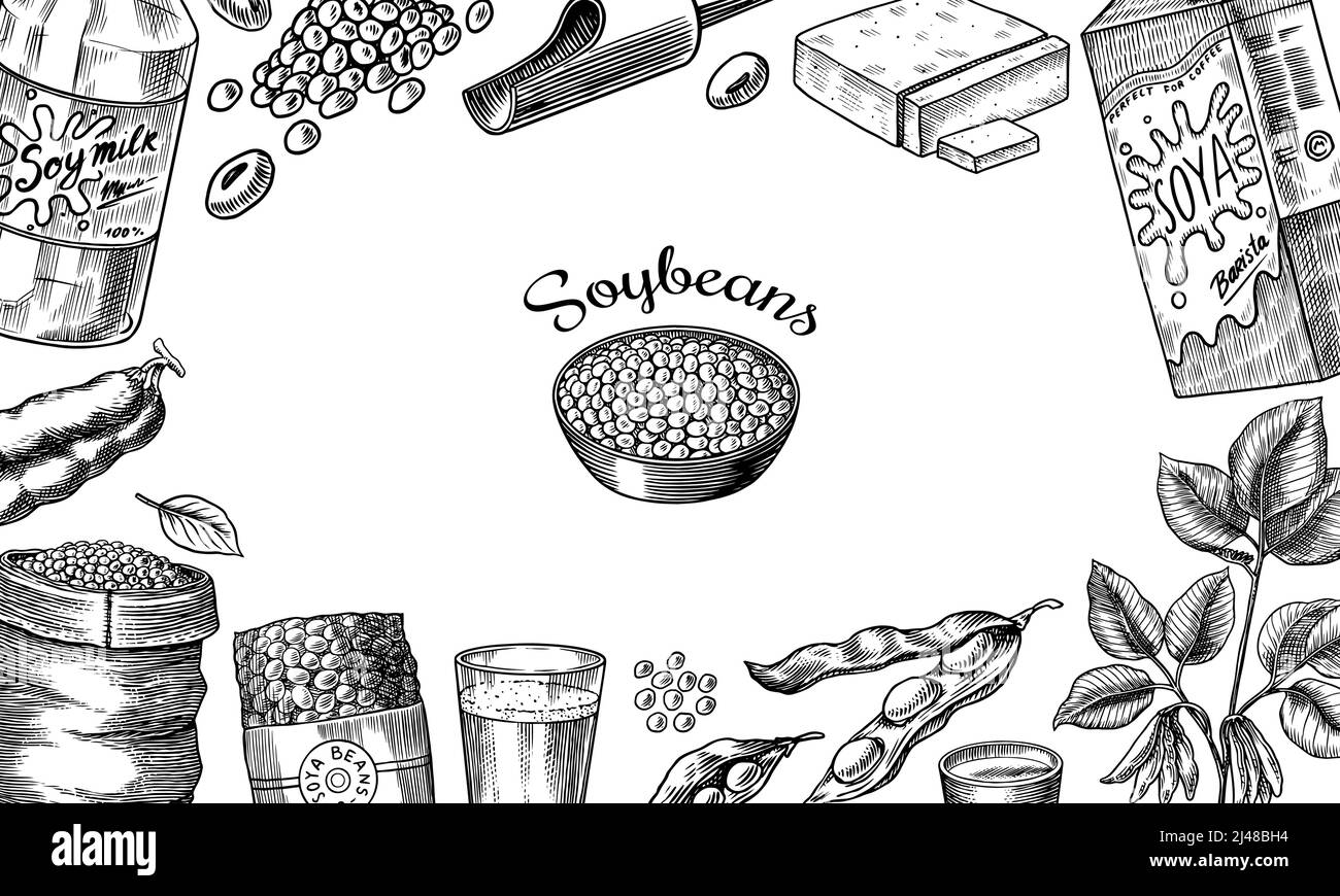 Soya beans. Milk and tofu. Soybean sketch. Pod on plant. Nuts and seeds ...