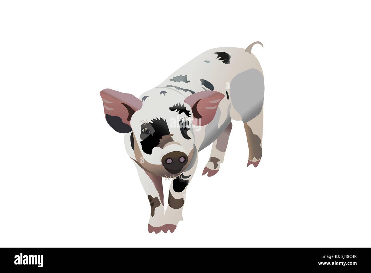 Black spotted piglet Stock Vector Images - Alamy