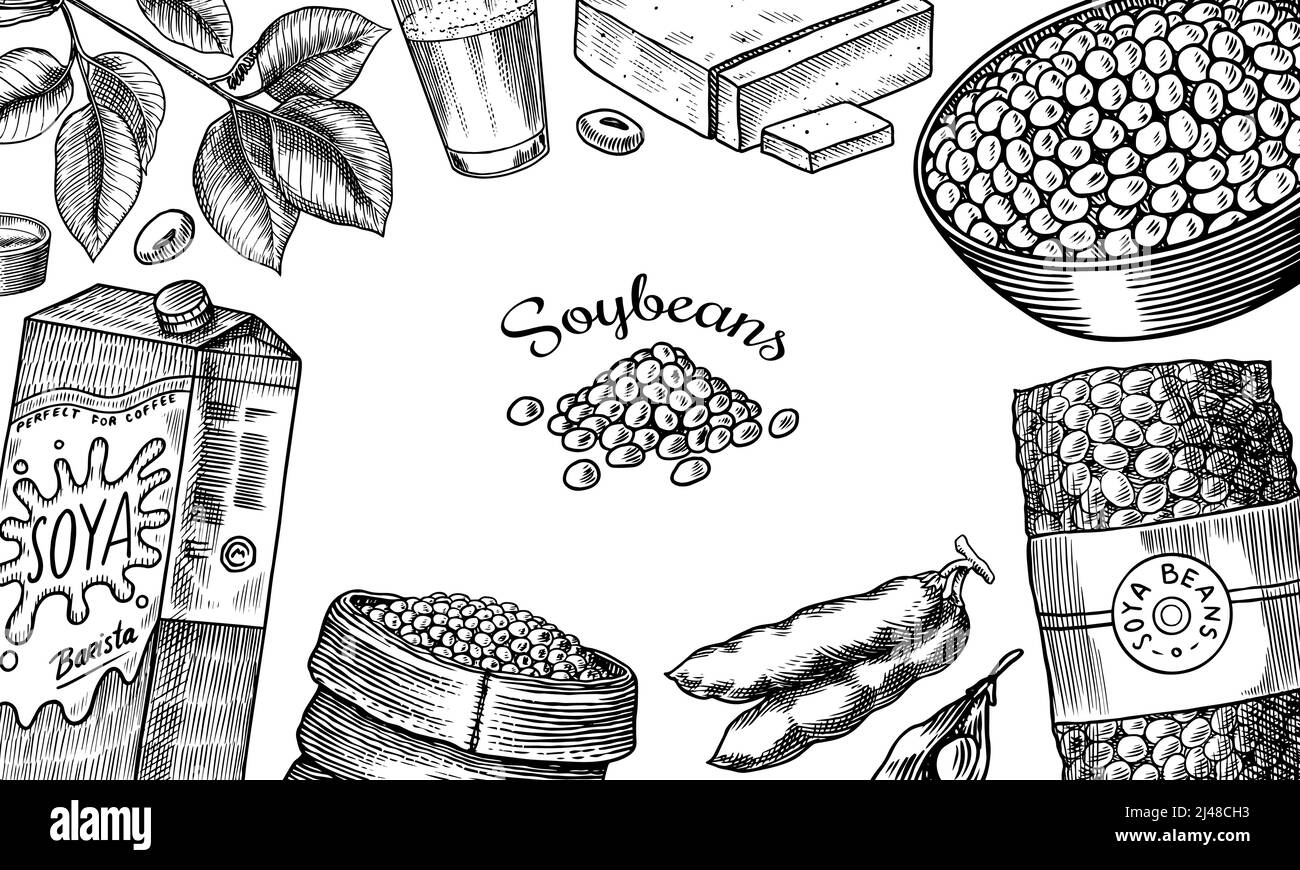 Soya beans. Milk and tofu. Soybean sketch. Pod on plant. Nuts and seeds ...