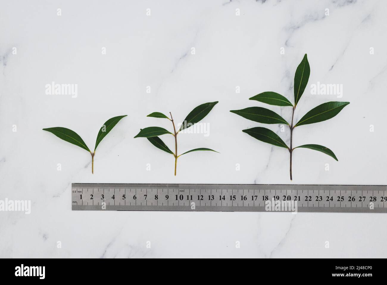 group of leaves lined up with ruler for a performance growth graph ...