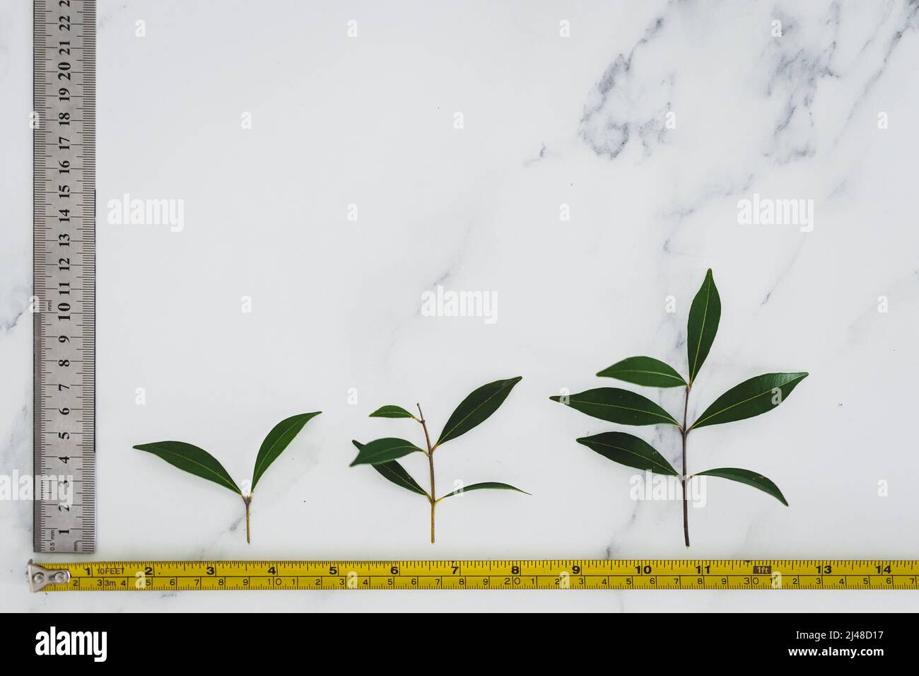 group of leaves lined up with measuring tape and ruler for a ...