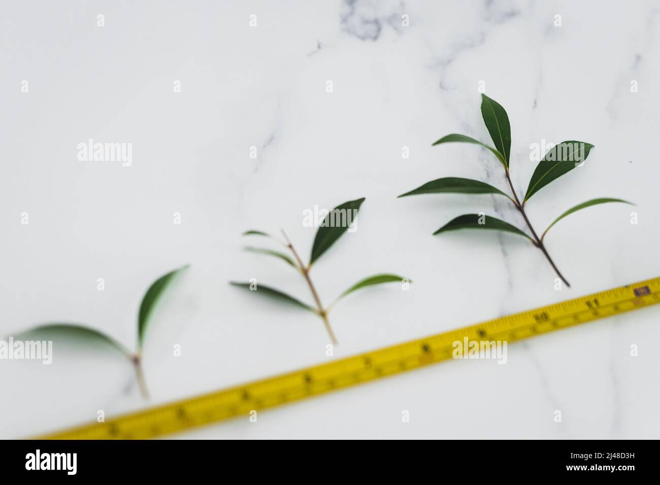 group of leaves lined up with measuring tape and ruler for a ...