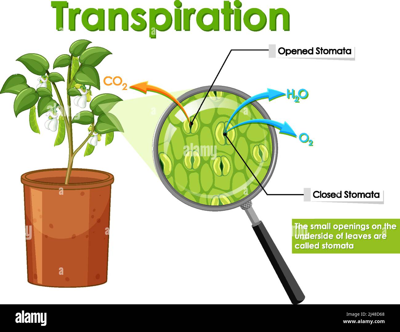 Diagram showing transpiration in plant illustration Stock Vector Image ...