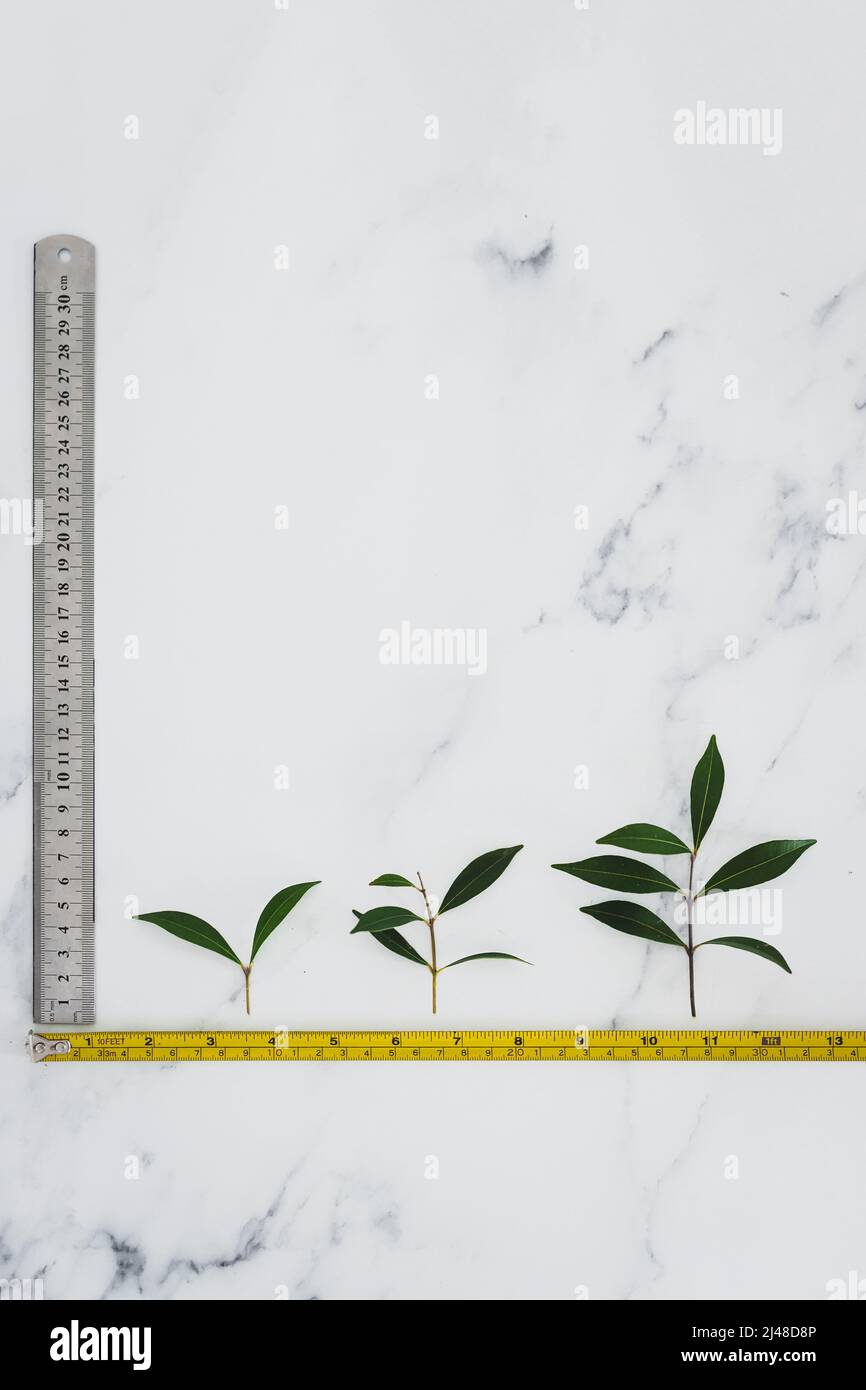 group of leaves lined up with measuring tape and ruler for a ...