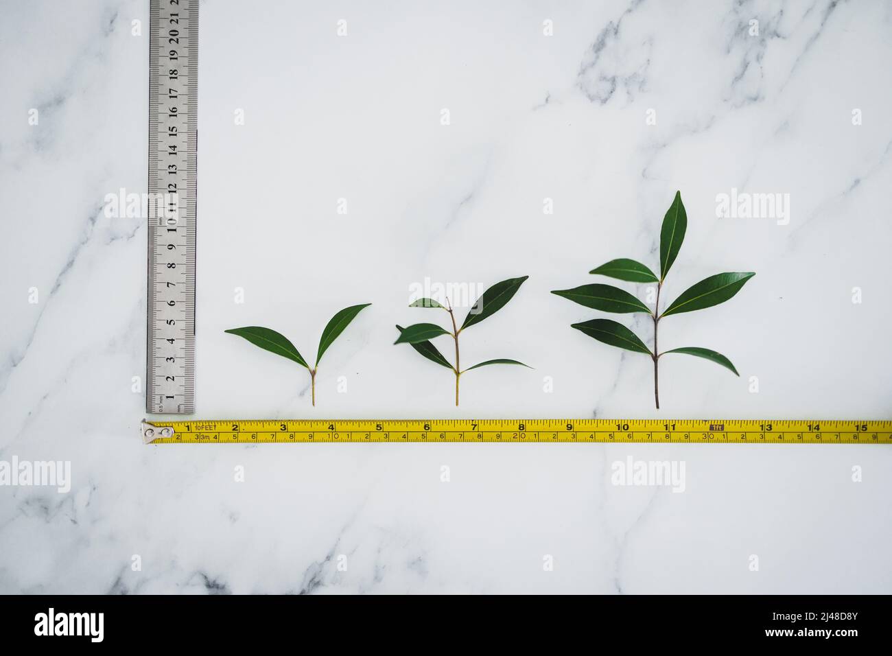 group of leaves lined up with measuring tape and ruler for a ...