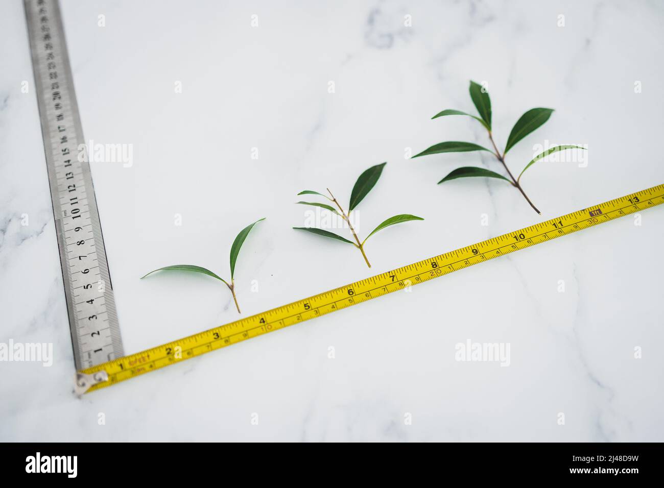 group of leaves lined up with measuring tape and ruler for a ...
