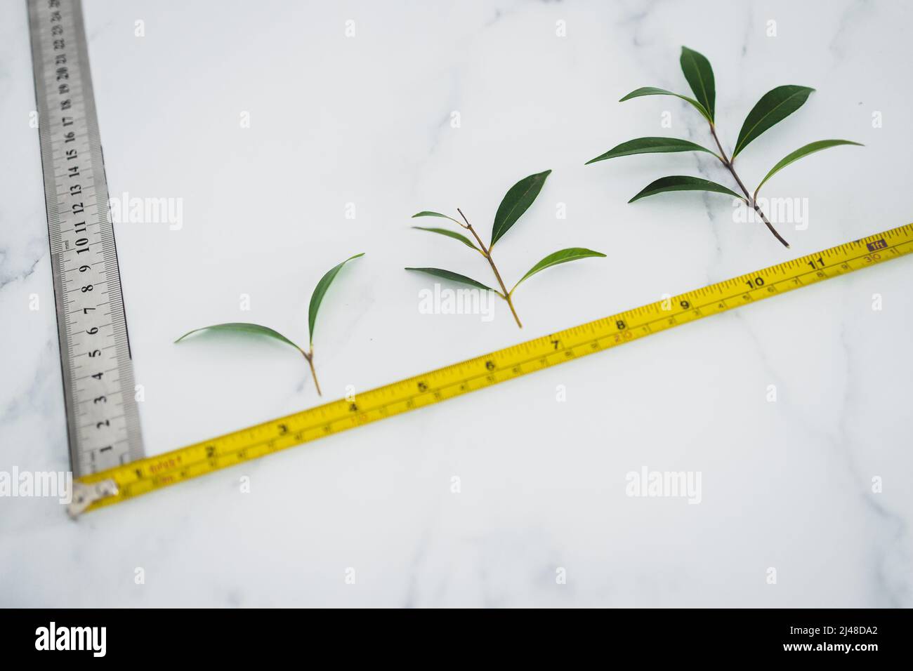 group of leaves lined up with measuring tape and ruler for a ...