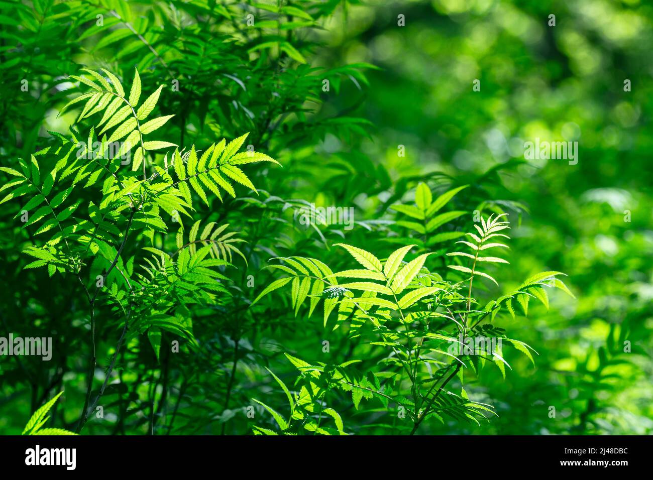 fresh green leaves on blurred greenery background in garden Stock Photo ...