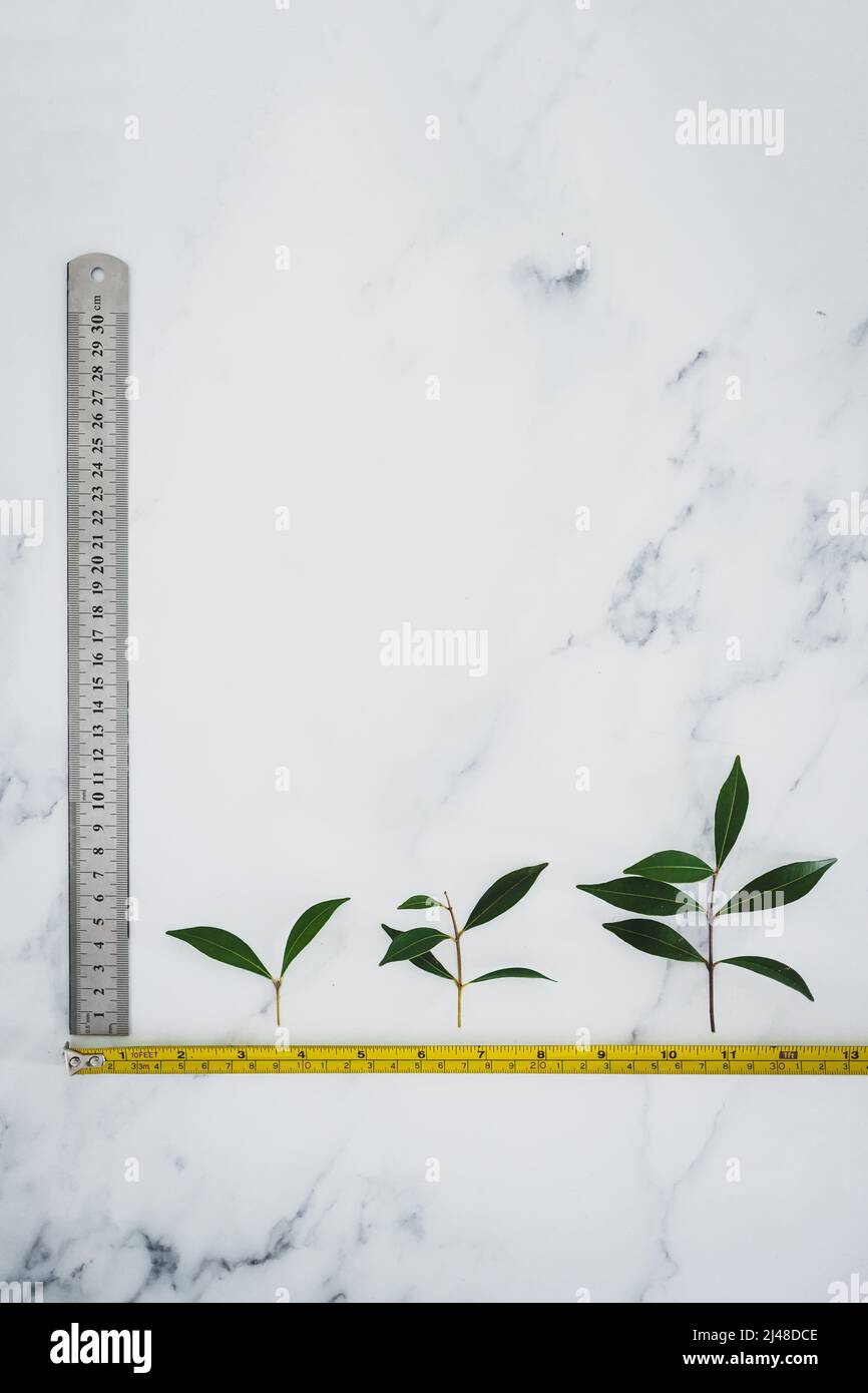 group of leaves lined up with measuring tape and ruler for a ...