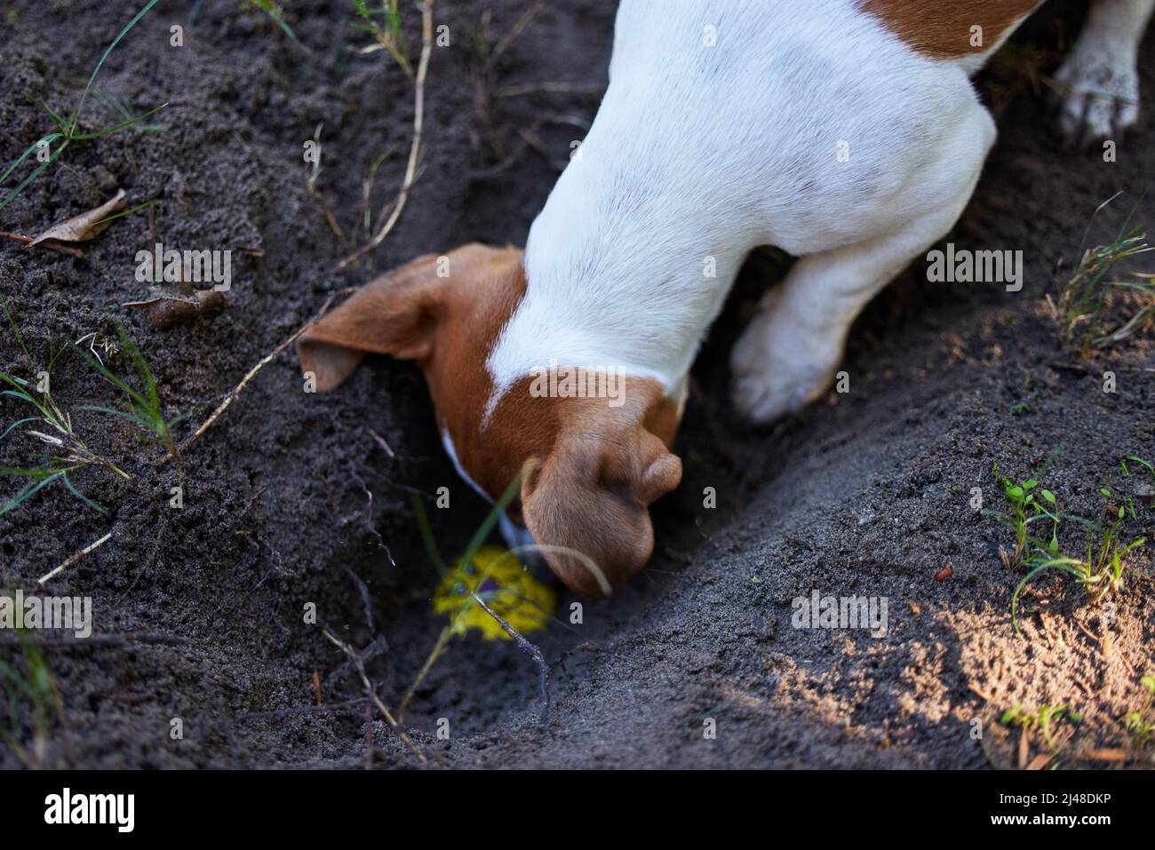 Whats down here. High angle shot of an adorable young Jack Russell ...