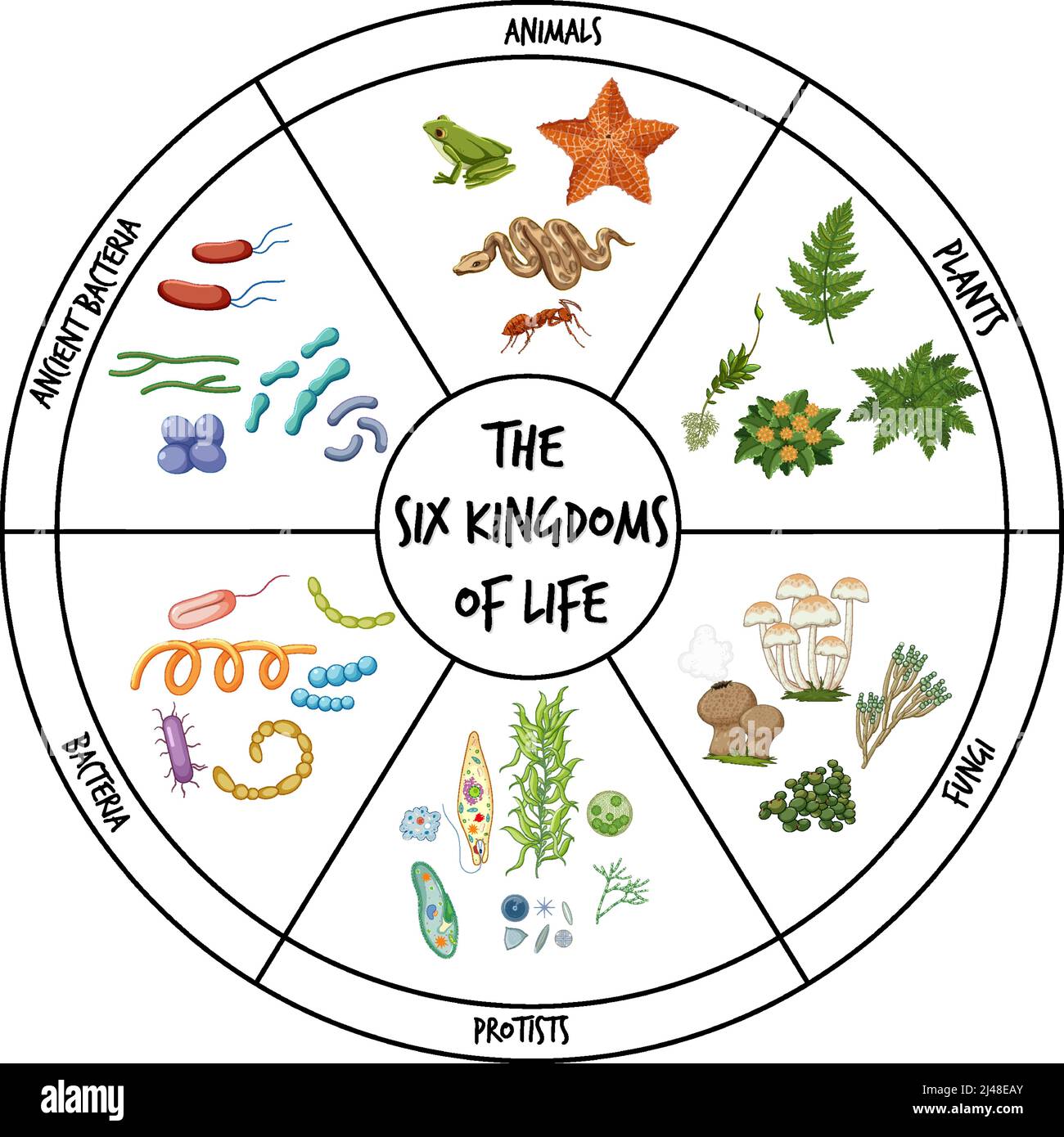The six kingdoms of life illustration Stock Vector Image & Art - Alamy
