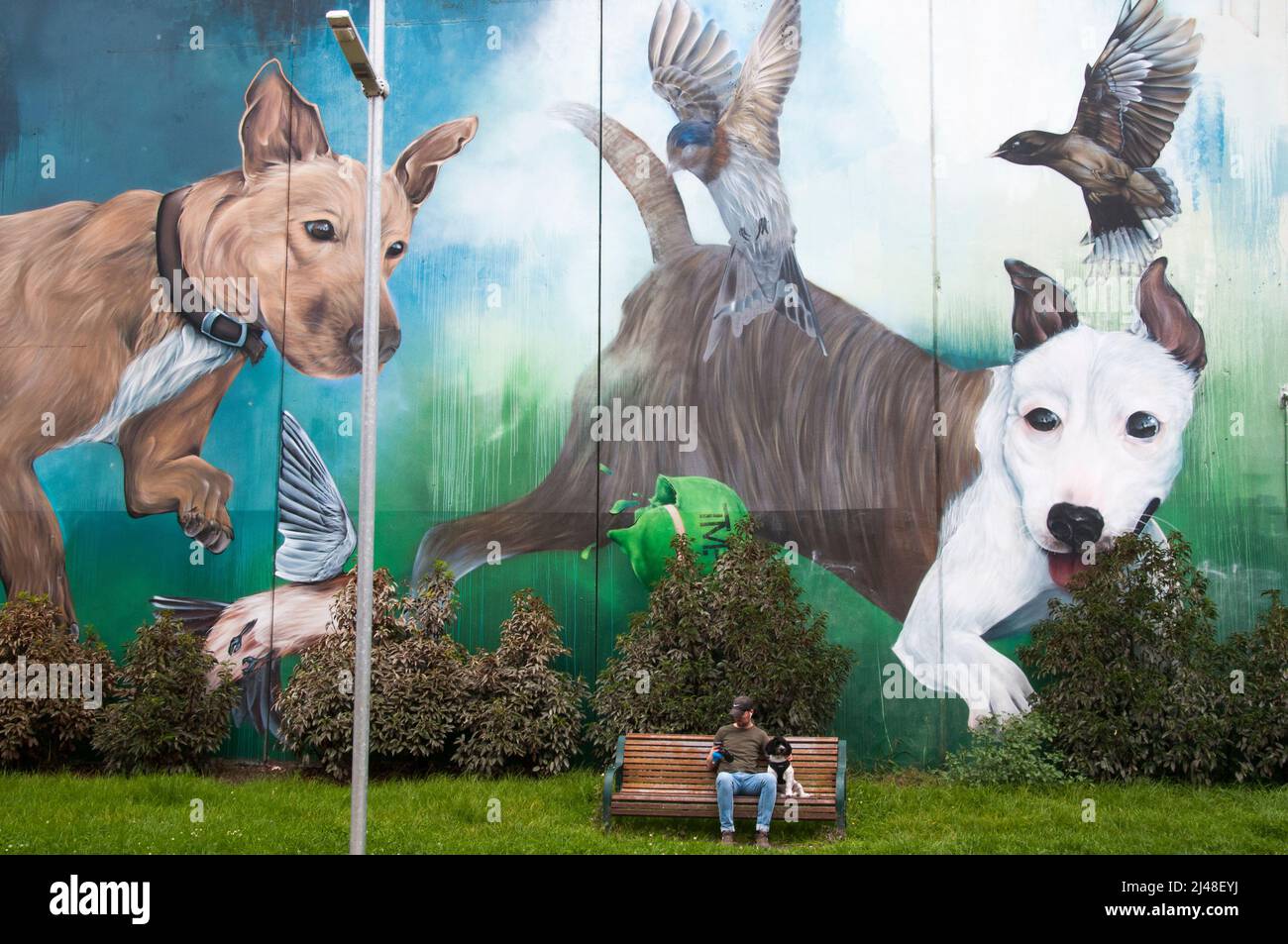 Dog mural by street artist 'Sugar' at Porter Street in inner-city ...