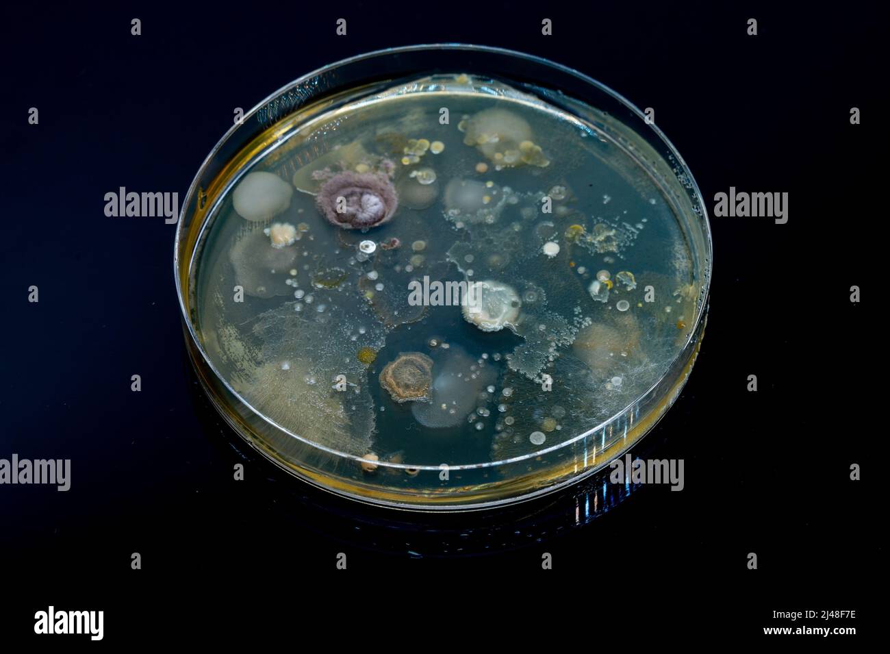 Petri dish with biological samples in a laboratory of a medical clinic ...