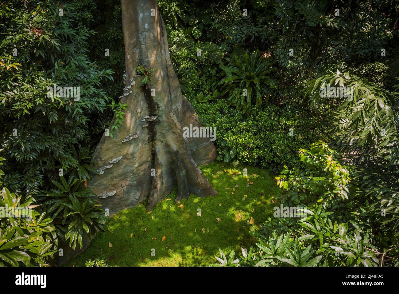 Tropical rainforest plants surround the buttressed base of an imitation ...