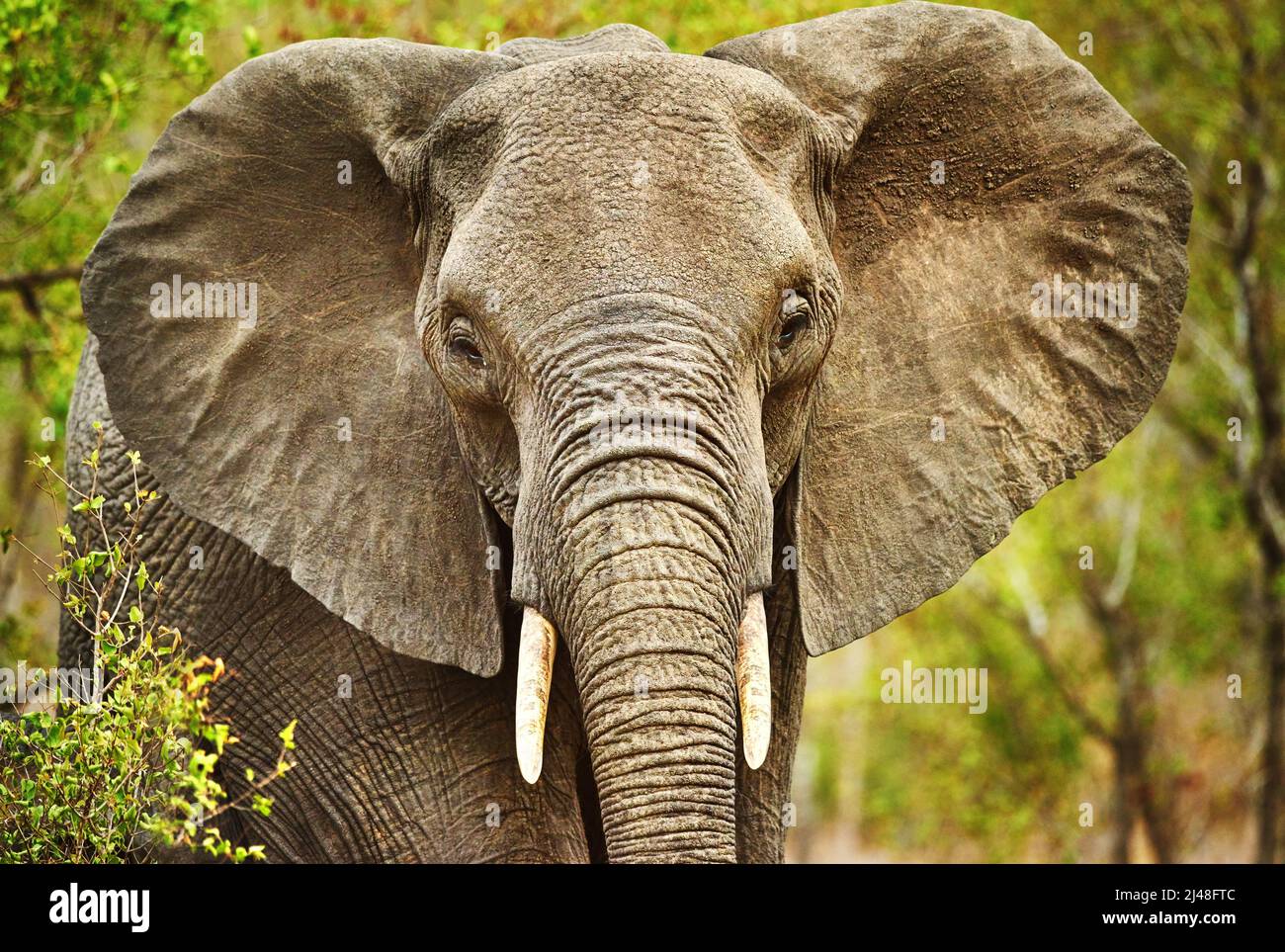 Elephants really are such majestic creatures. Cropped shot of an ...