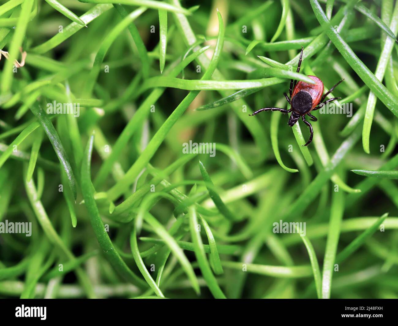 Deer tick or Ixodes scapularis crawling on green grass, top view Stock ...