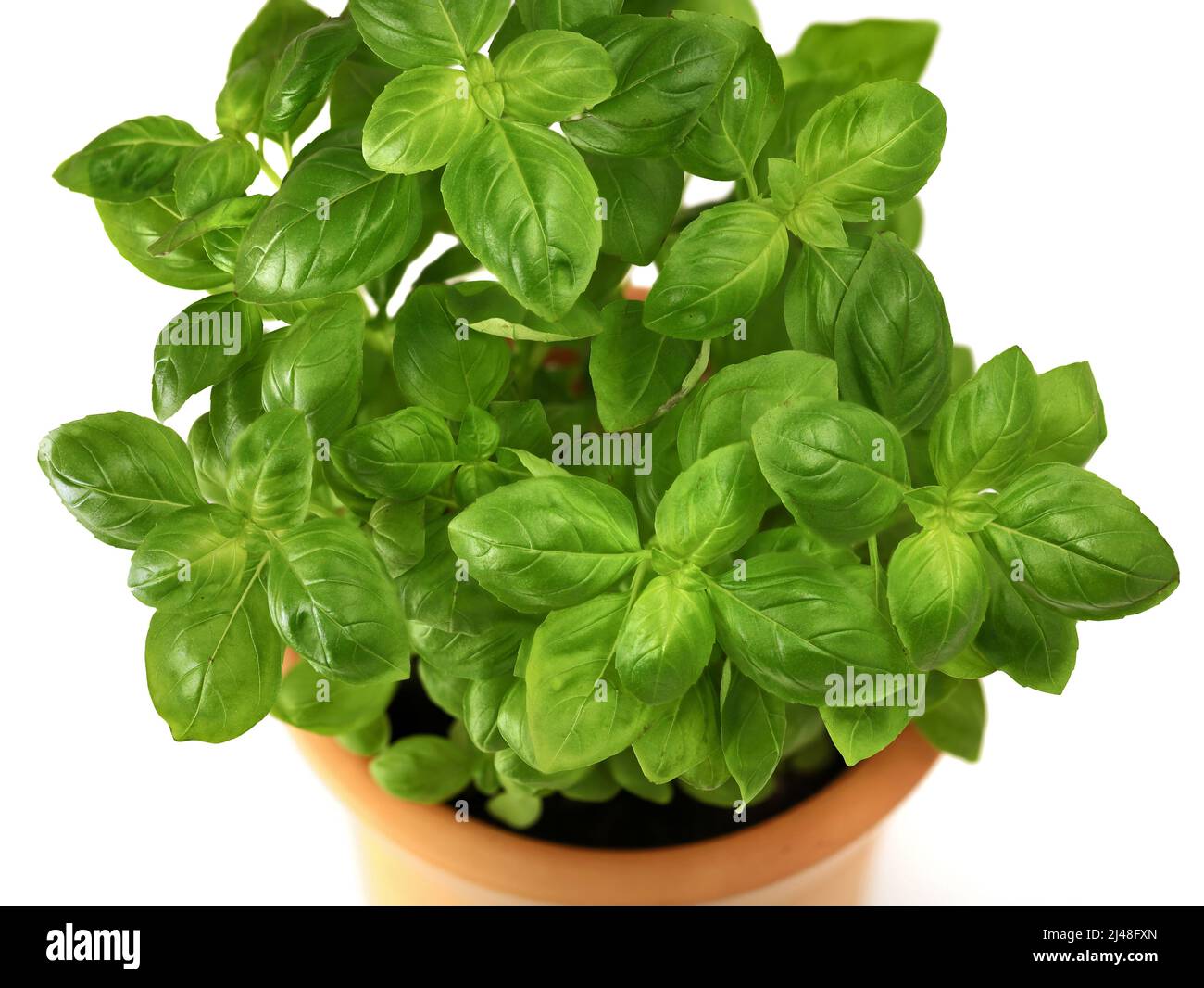 Basilic on top hi-res stock photography and images - Alamy