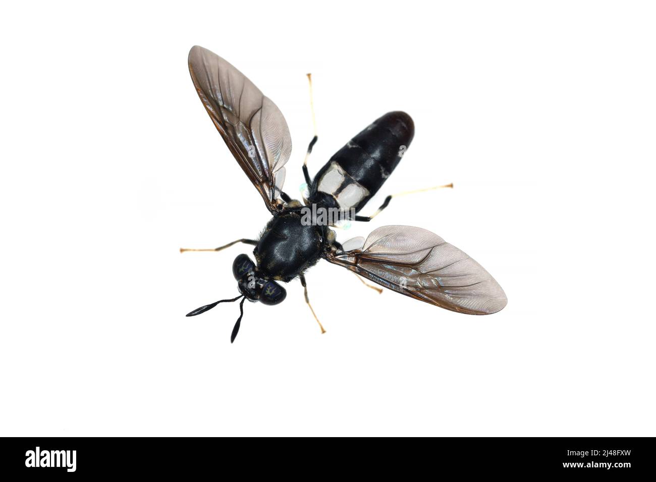 Black soldier fly species Hermetia illucens in high definition with ...