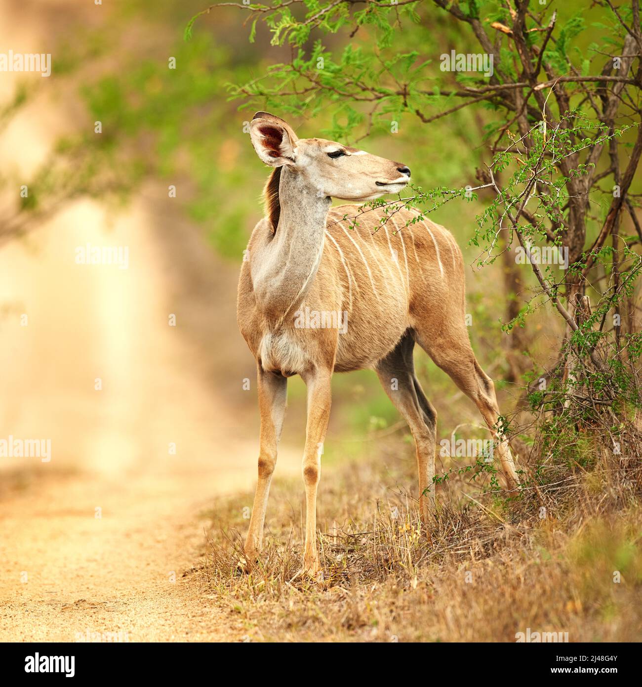 The buck stops here. Full length shot of a male Nyala on the plains of ...