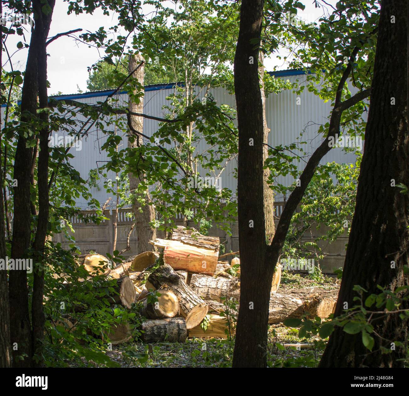 pruning trees. Slaughter of a poplar. Seasonal pruning of trees in the ...