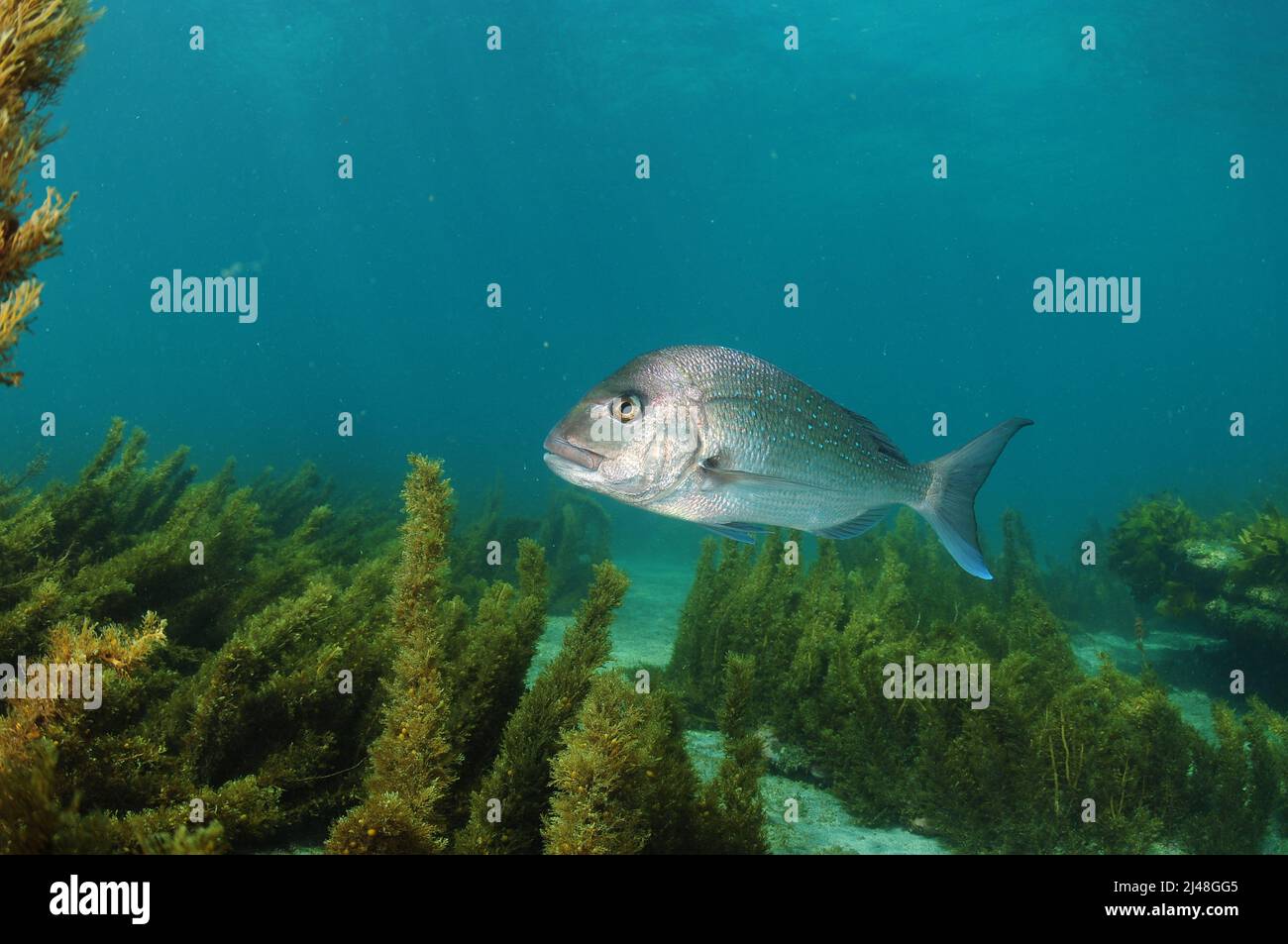Silver snapper swimming above flat sandy bottom with some coverage of ...