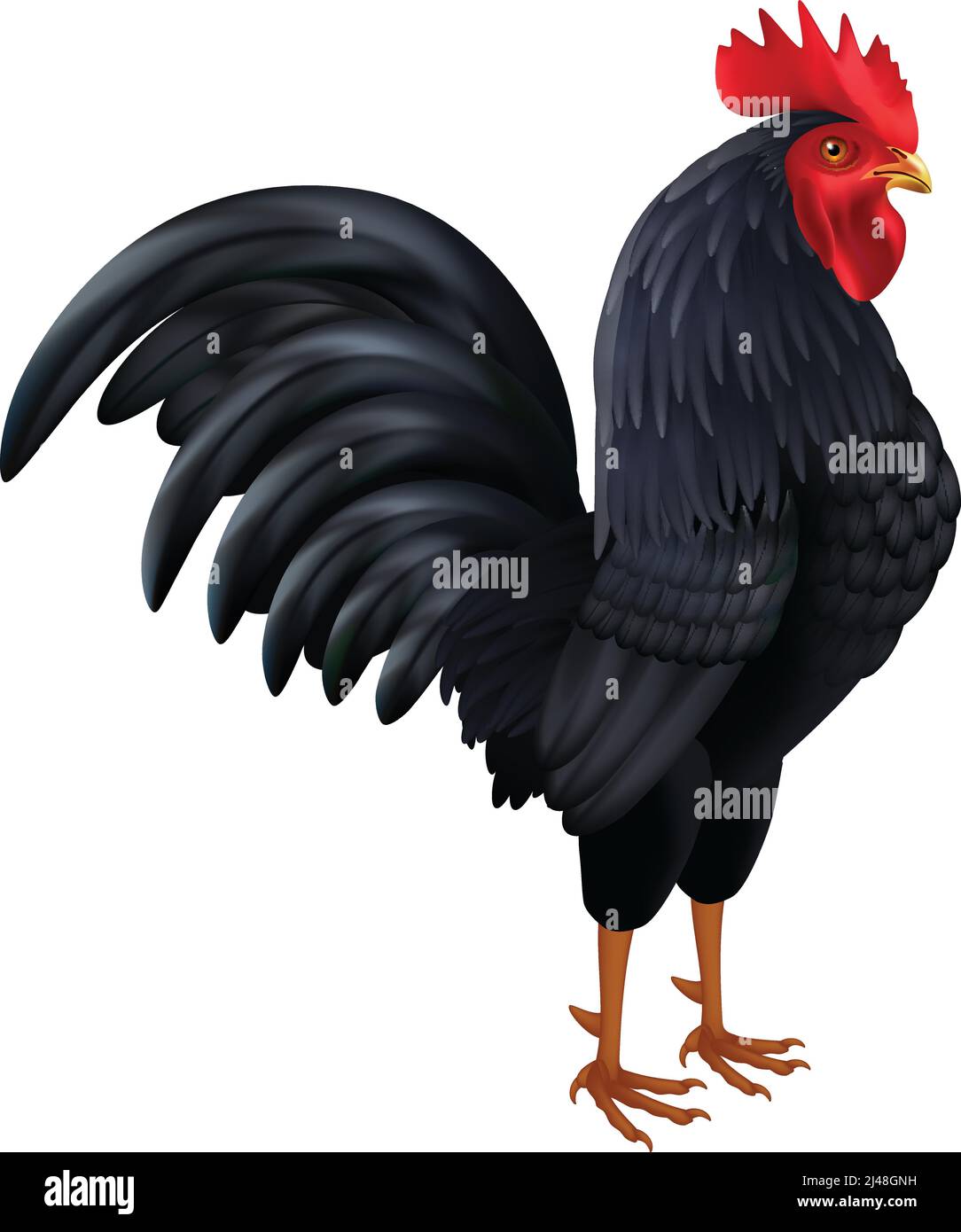 Beautiful black rooster breed chicken realistic isolated side view ...