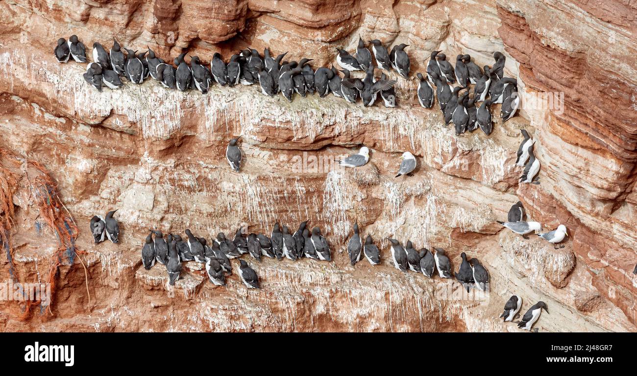 Helgoland germany birds lummenfelsen hi-res stock photography and ...
