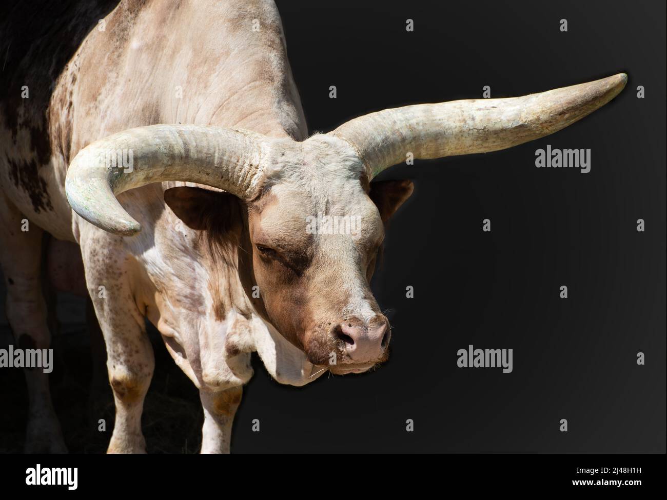Texas longhorn red bull head hi-res stock photography and images - Alamy