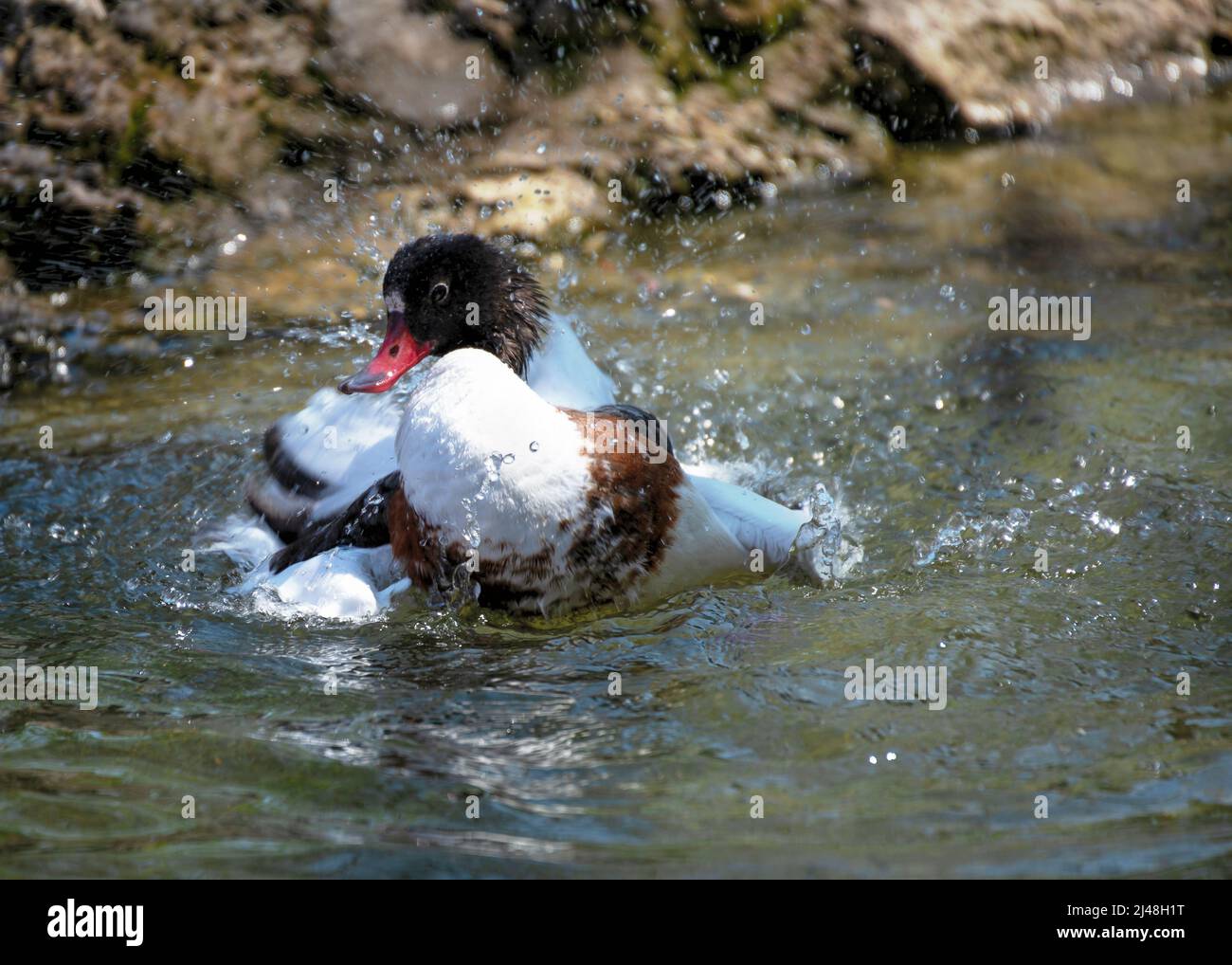 Wild Red-billed duck swimming in the river Stock Photo - Alamy