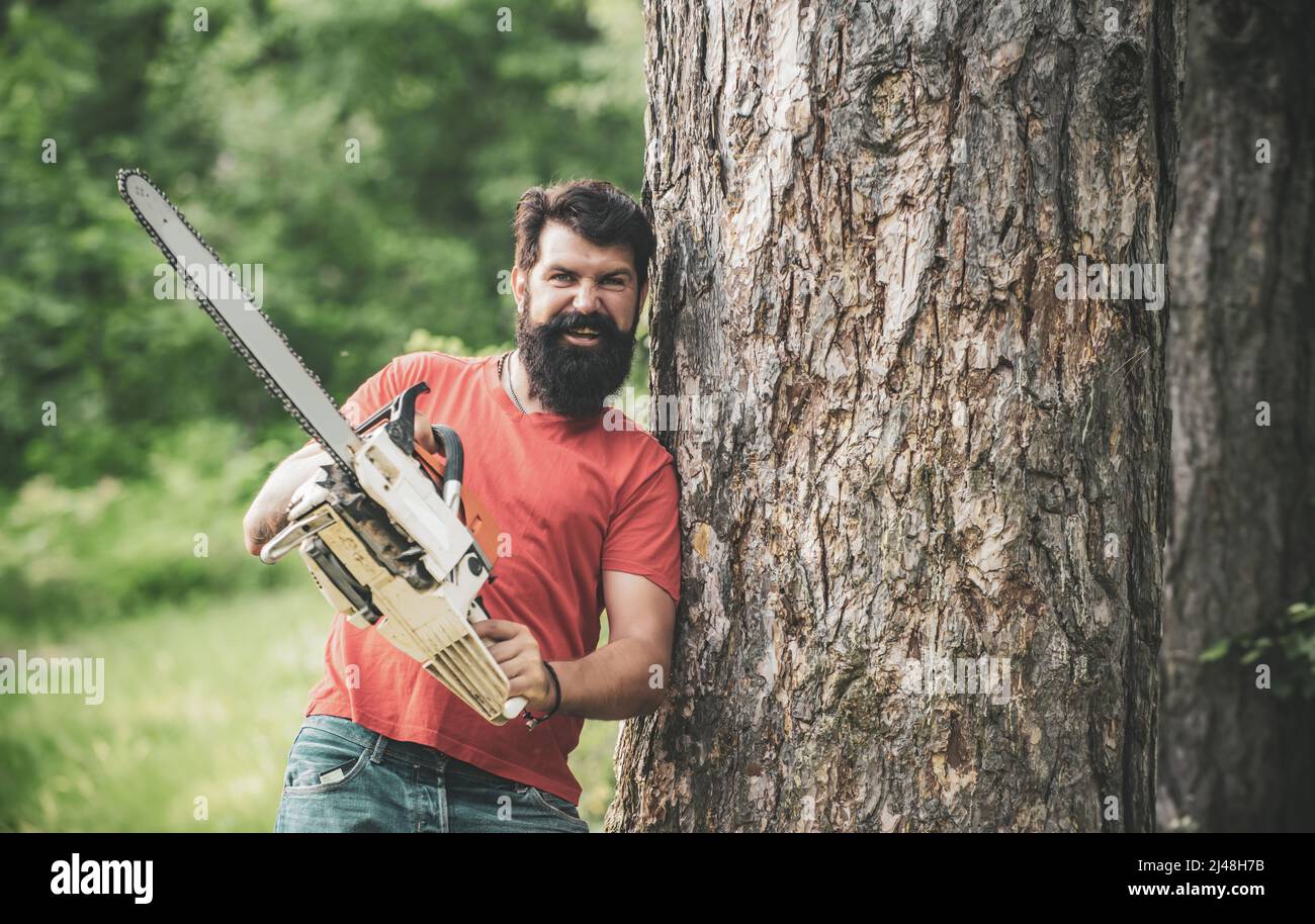 Harvest of timber. Lumberjack with chainsaw in his hands. The ...