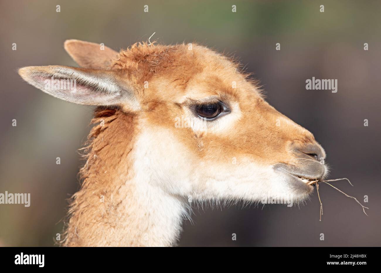 Vicuna portrait hi-res stock photography and images - Alamy