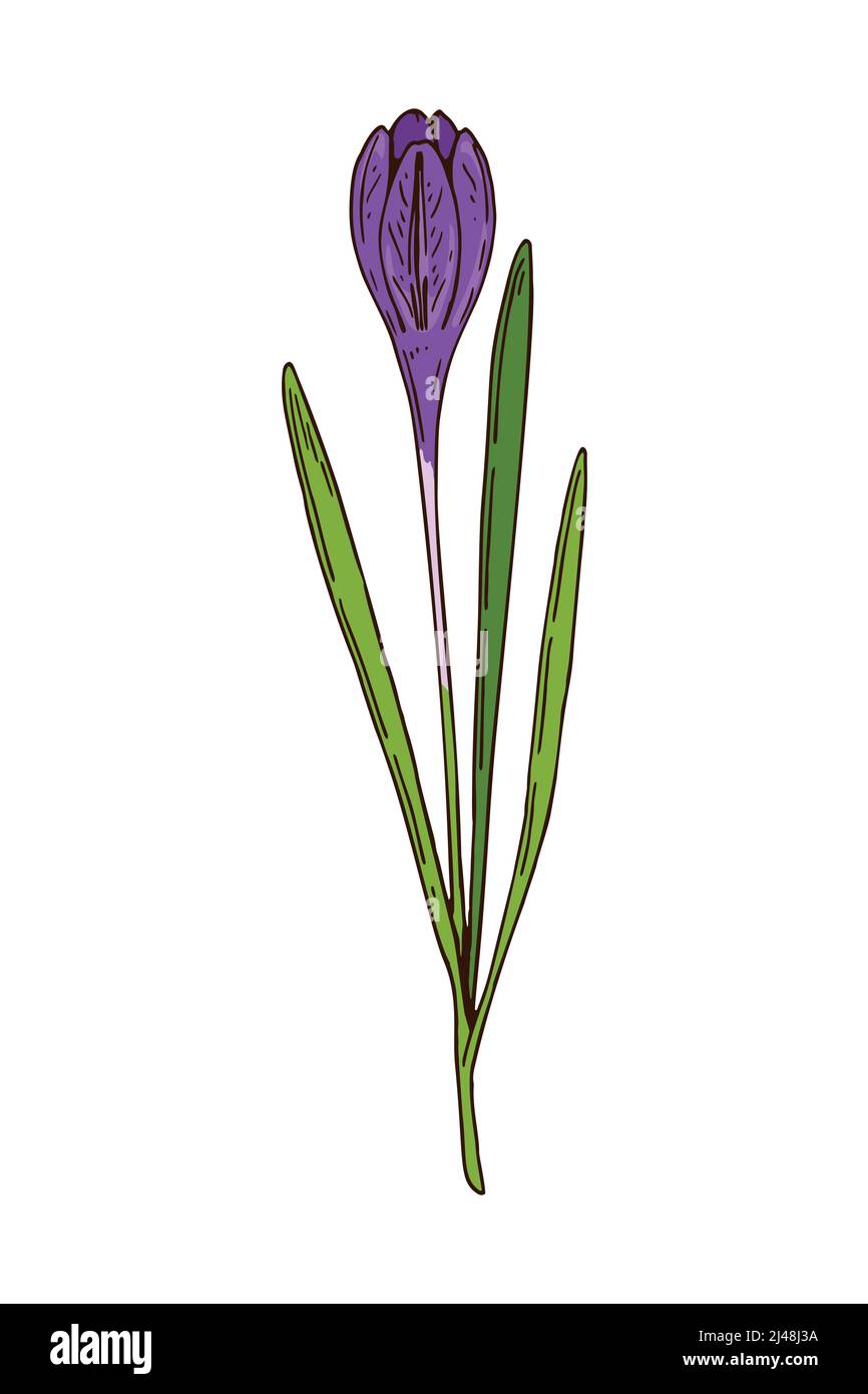 Saffron Flower Drawing